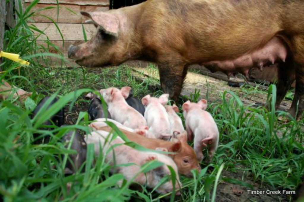 How to Start Raising Pastured Pigs - Countryside